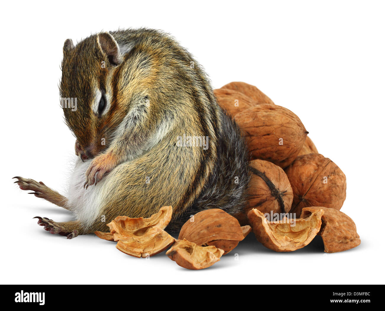 Funny overeating chipmunk with nuts, diet concept Stock Photo - Alamy