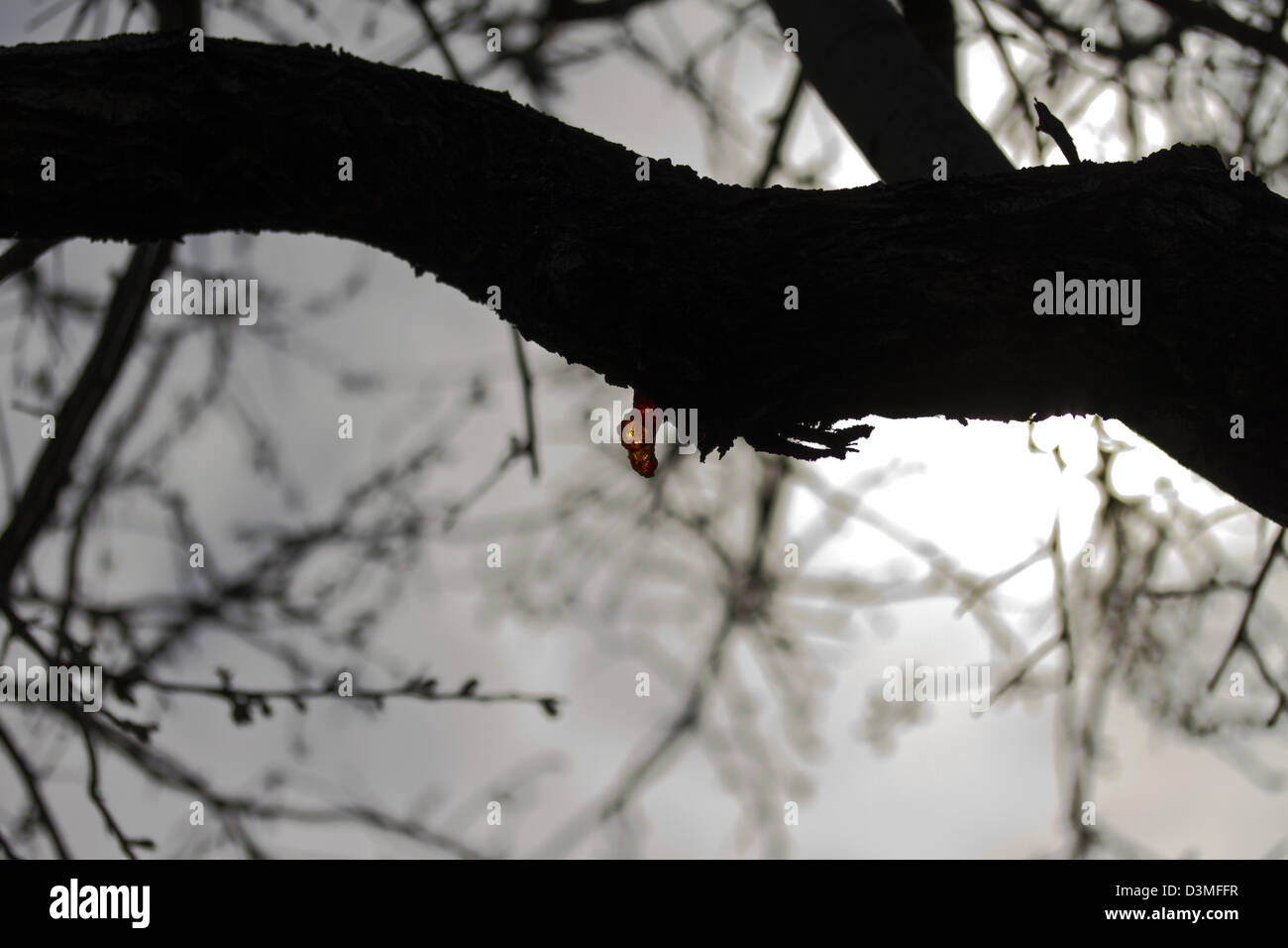 High resin hi-res stock photography and images - Alamy