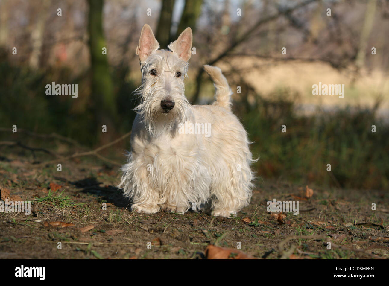 Dog Scottish Terrier (Scottie) adult wheaten standing in a forest Stock ...