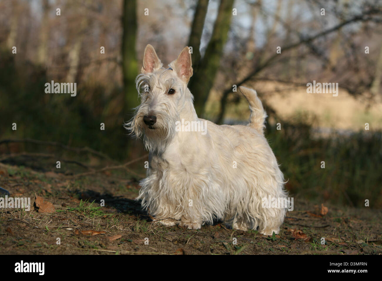 White scottie dog hi-res stock photography and images - Alamy