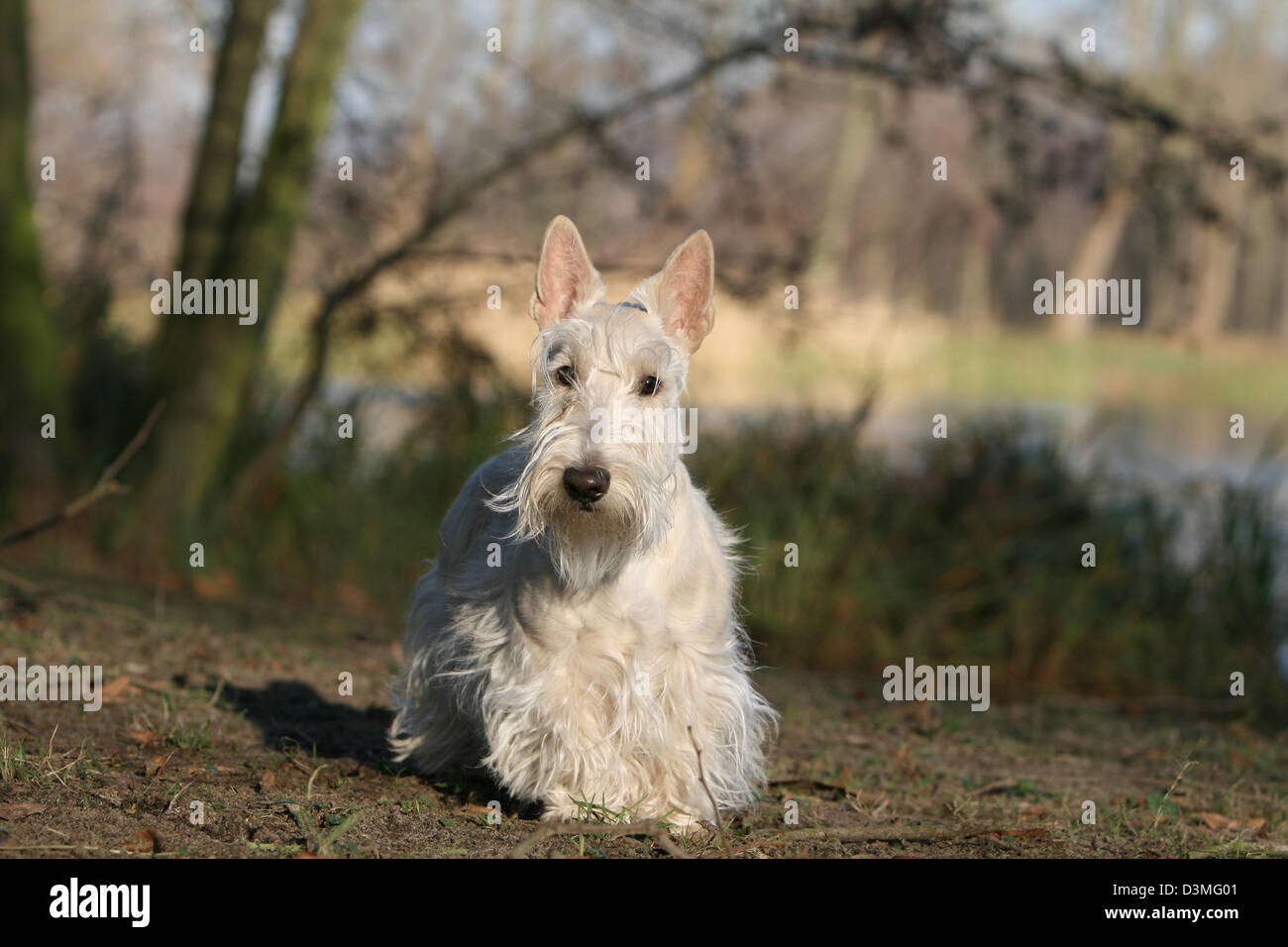 Wheaten scottie hi-res stock photography and images - Alamy