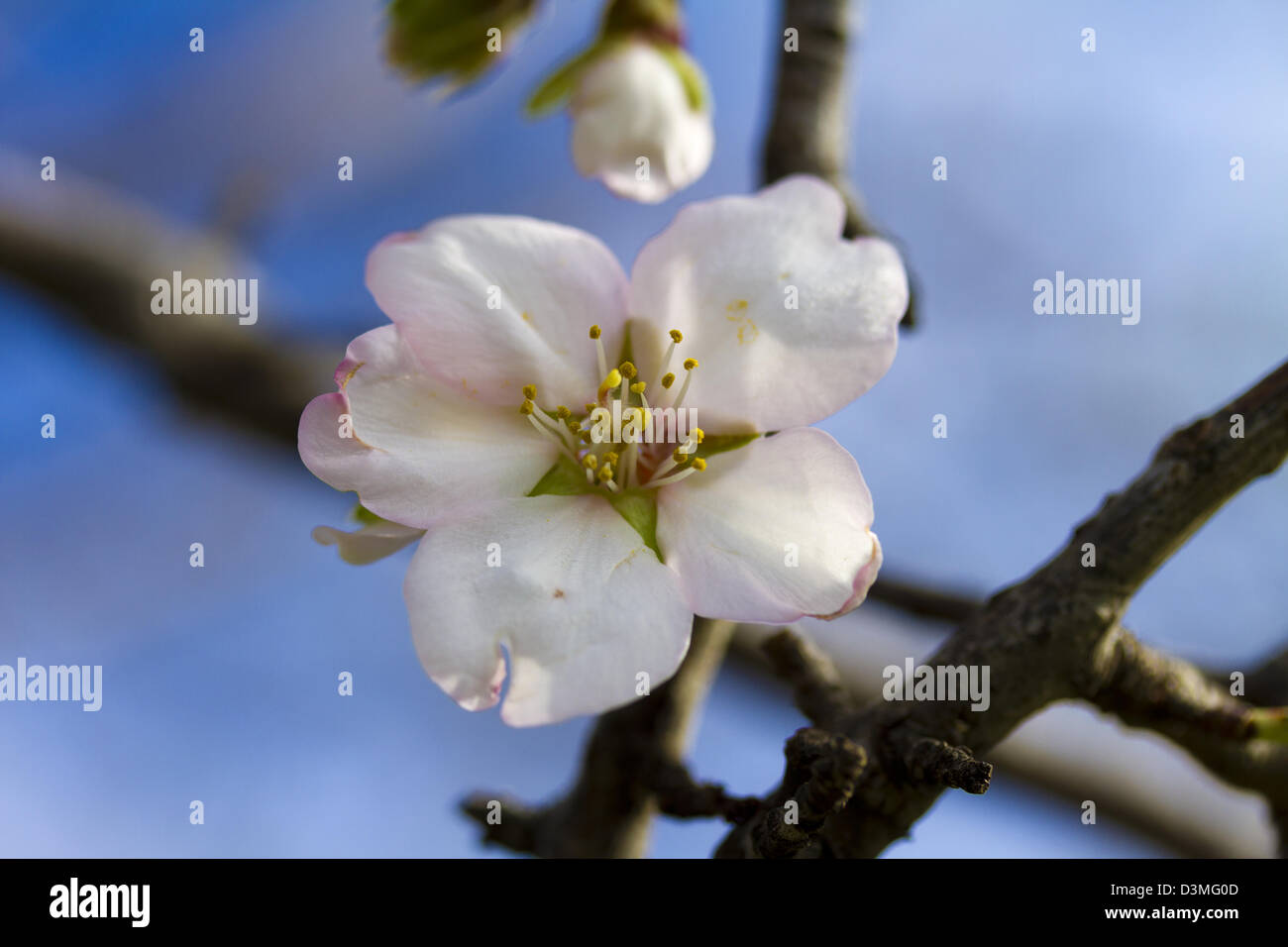 Almond tree flower hi-res stock photography and images - Alamy