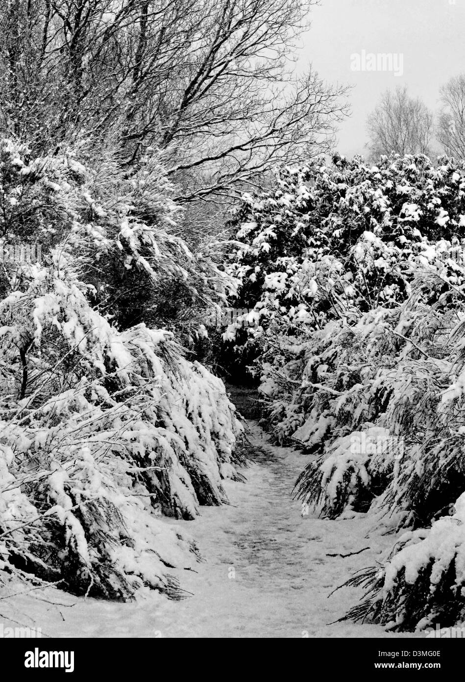 This is an image of a small path through bushes which is covered in ...