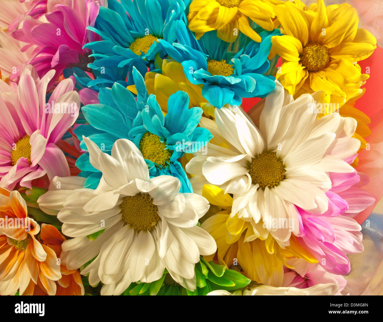 colorful daisies in a spring bouquet Stock Photo - Alamy