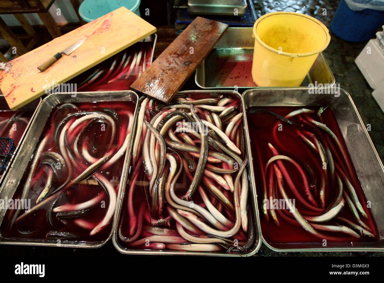 Dead eels await to be filleted in a mixture of water and blood at the ...