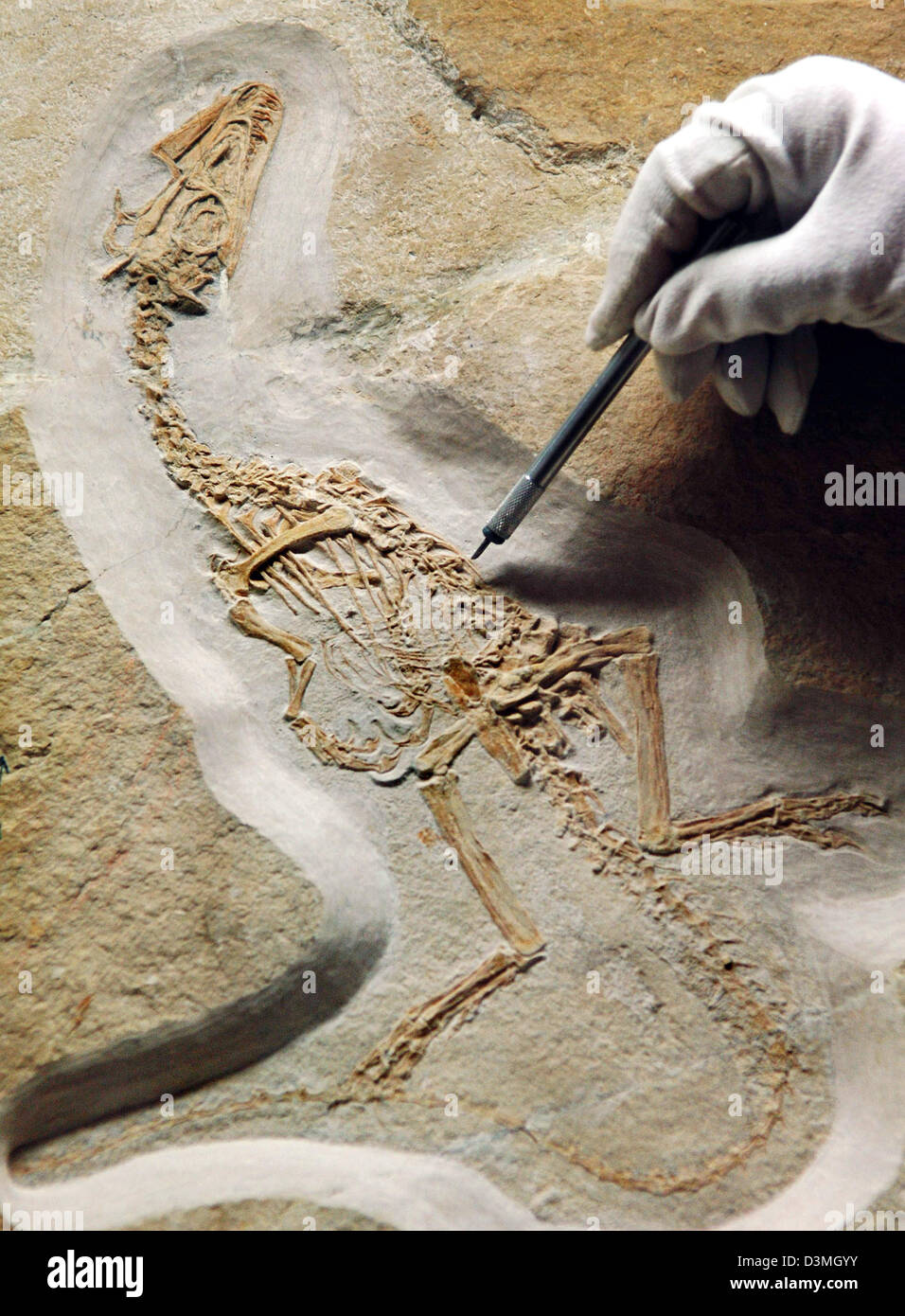 Preparator pino voelkl works on hi-res stock photography and images - Alamy