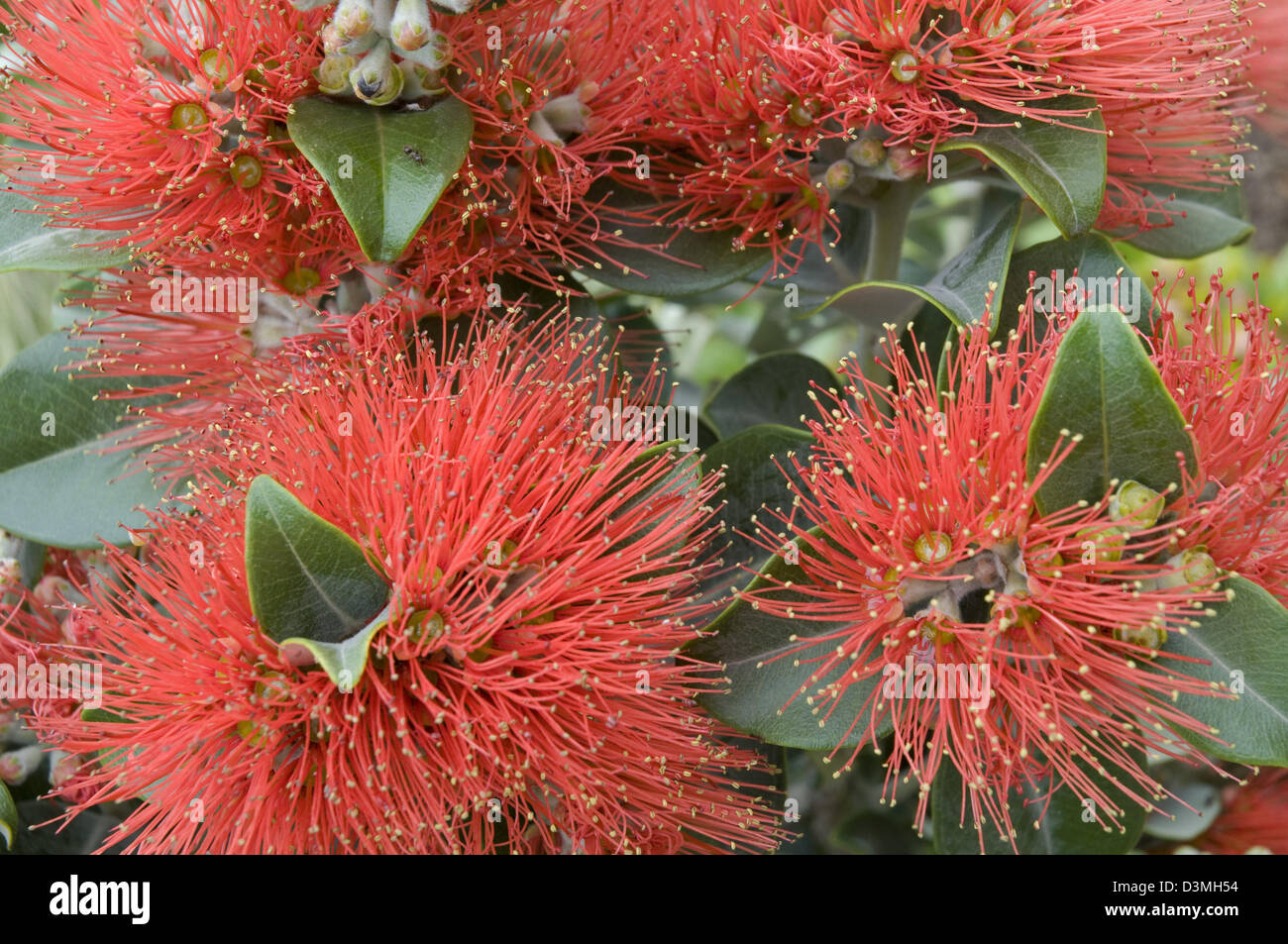 Impressive red-orange flowers of the shrub Metrosideros kermadecensis ...