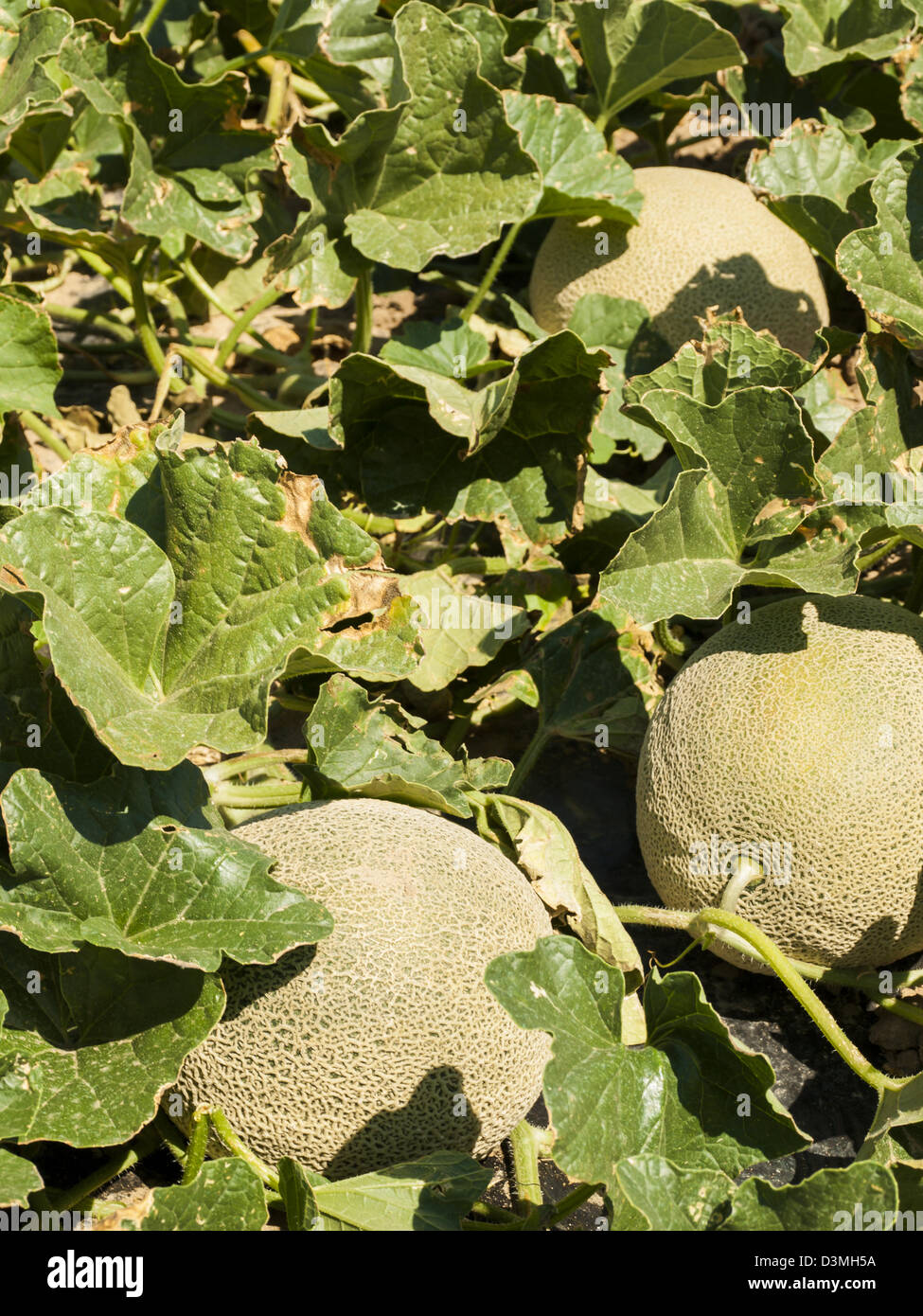 Melon farm cantaloup hi-res stock photography and images - Alamy
