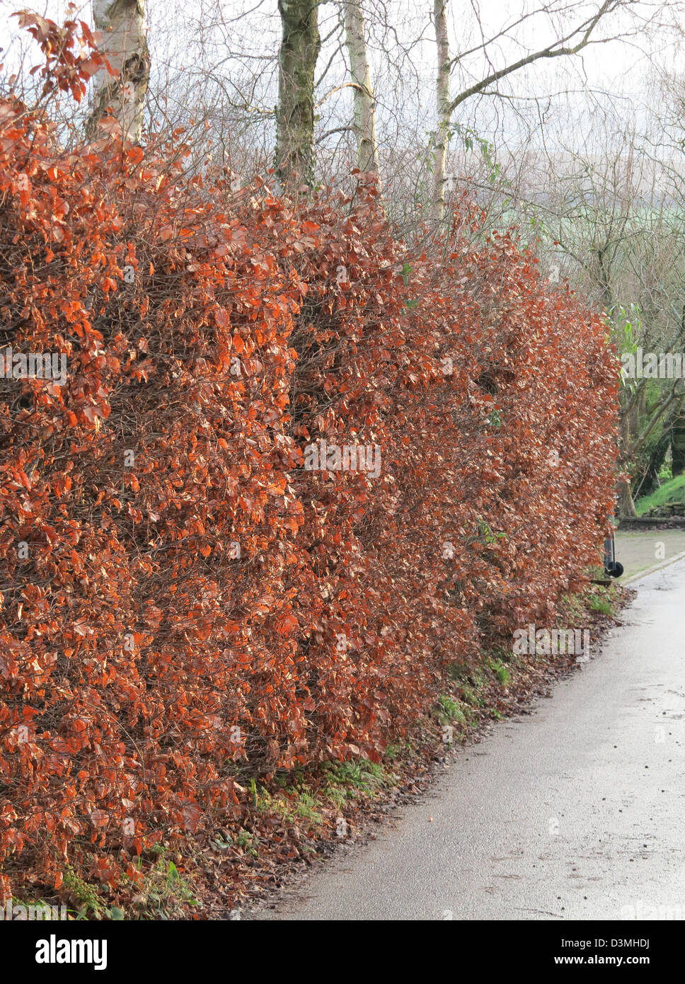 Beech hedge hi-res stock photography and images - Alamy