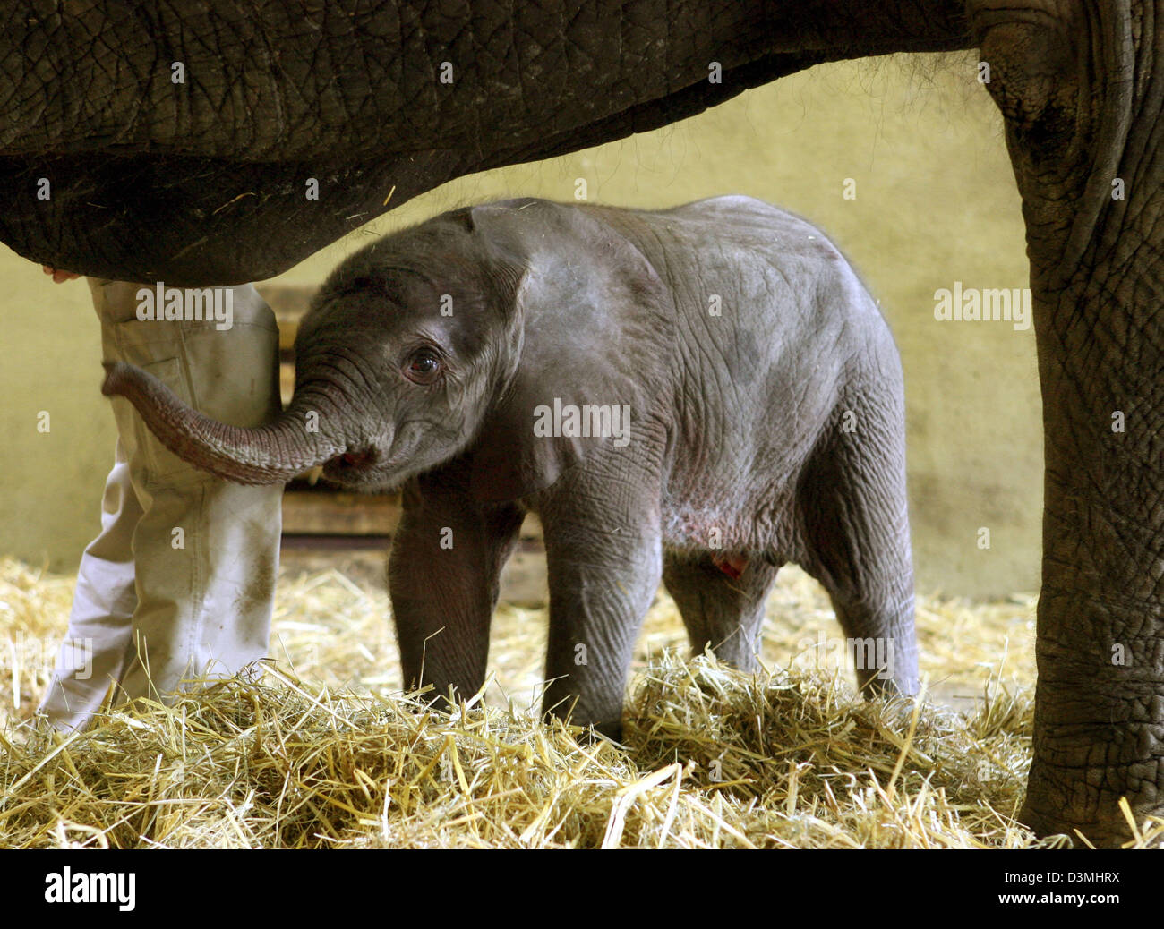 Newborn Elephant Weight