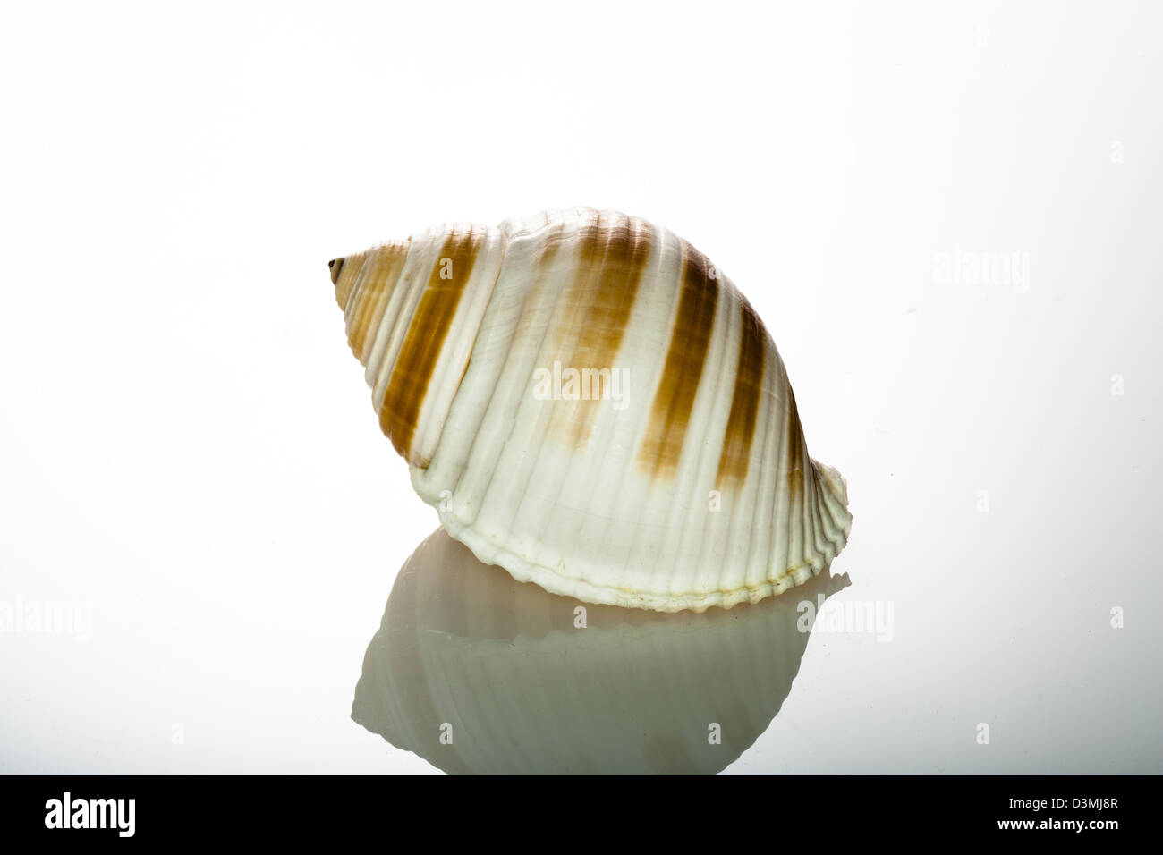 Shell, Nautilus, Spiral, Fibonacci Pattern, Fractal, Sea, Discovery ...
