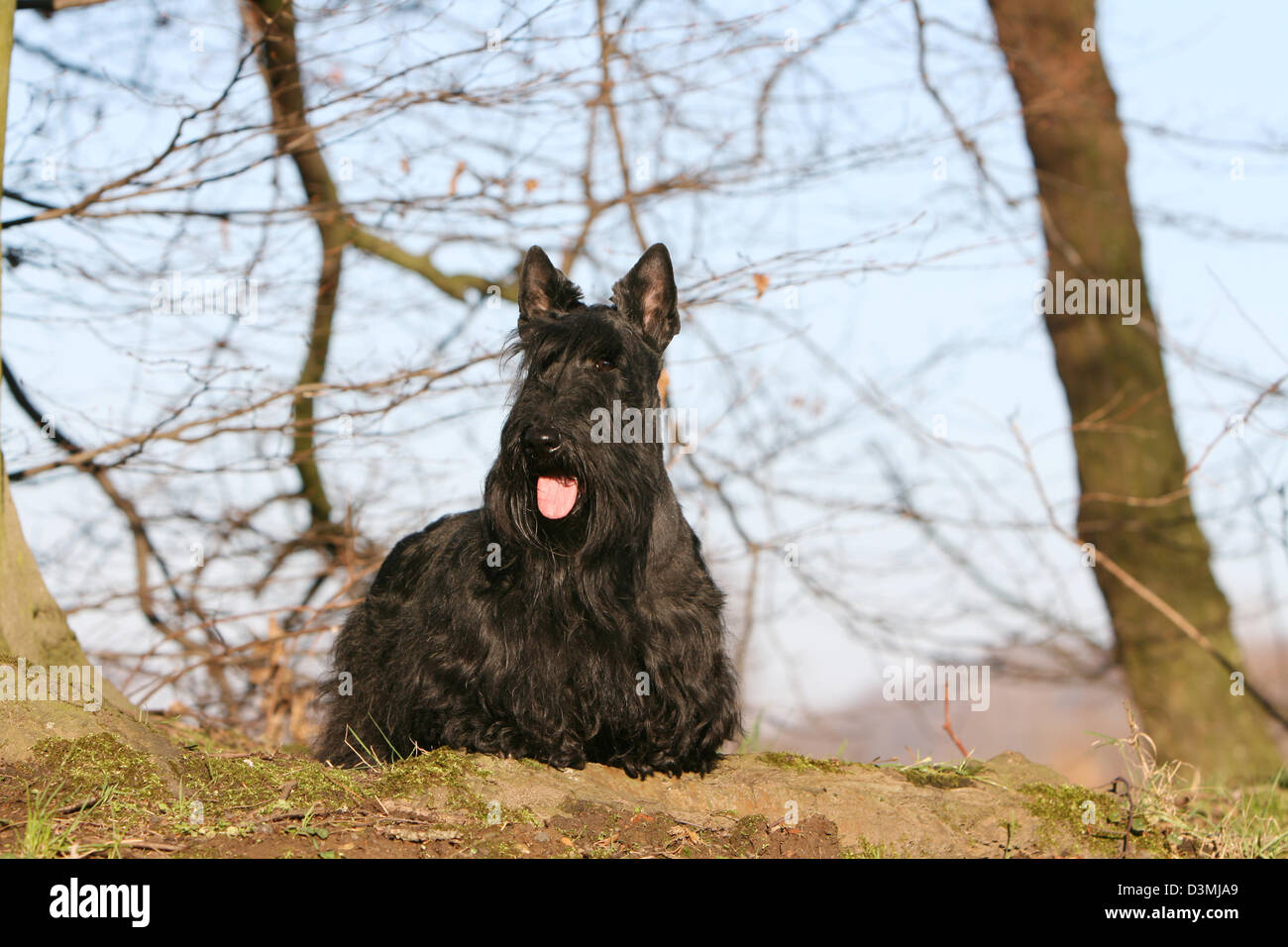 Black scottie dog hi-res stock photography and images - Alamy