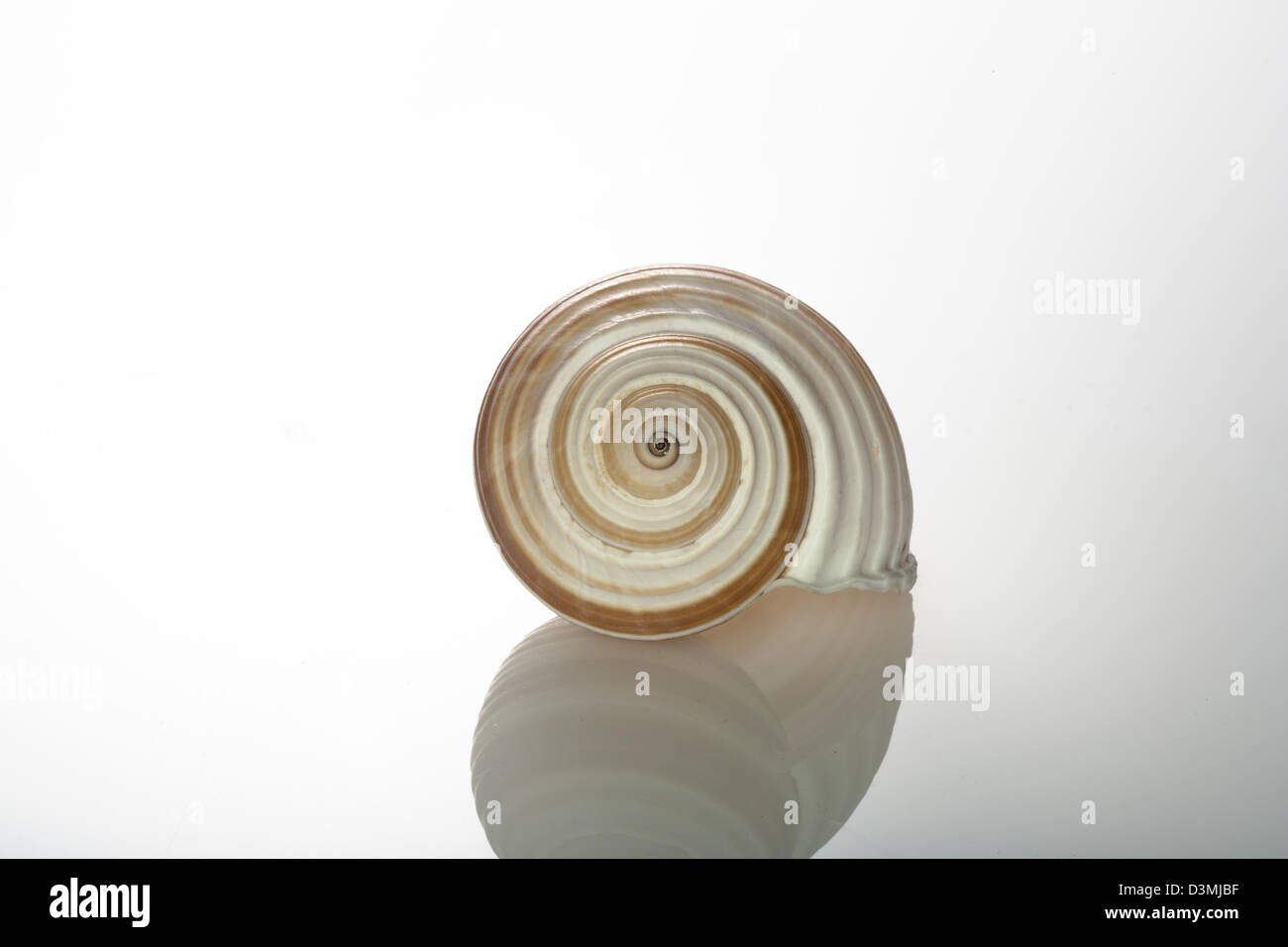 Fibonacci spiral in nature hi-res stock photography and images - Alamy