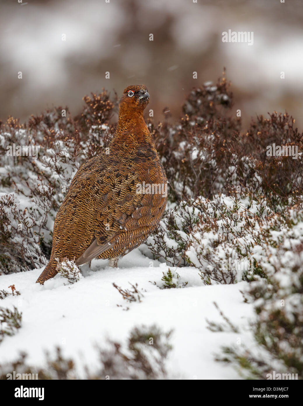 Scottish grouse moor hi-res stock photography and images - Alamy
