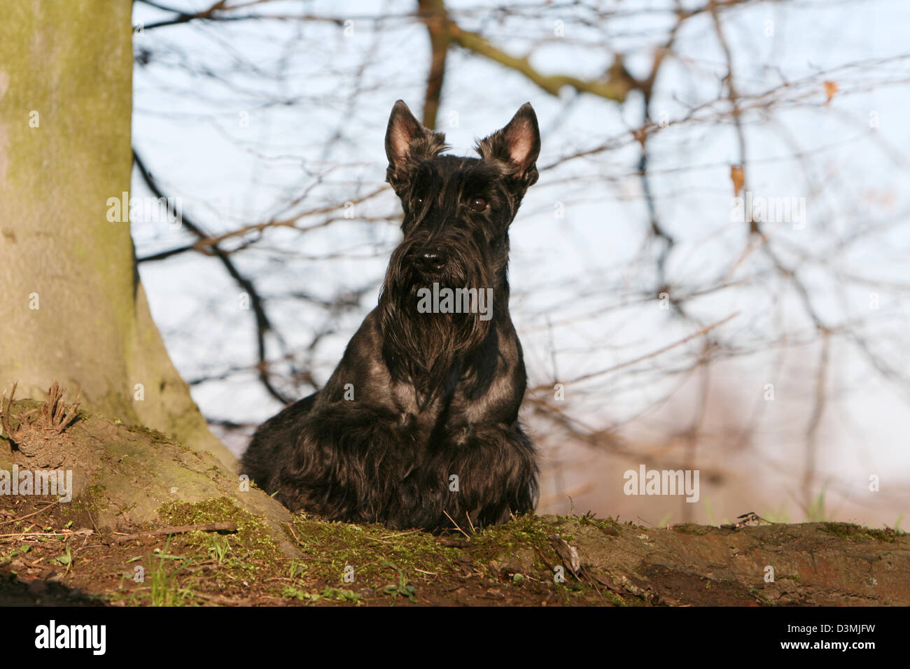 Dog Scottish Terrier / Scottie / adult sitting in a forest Stock Photo ...