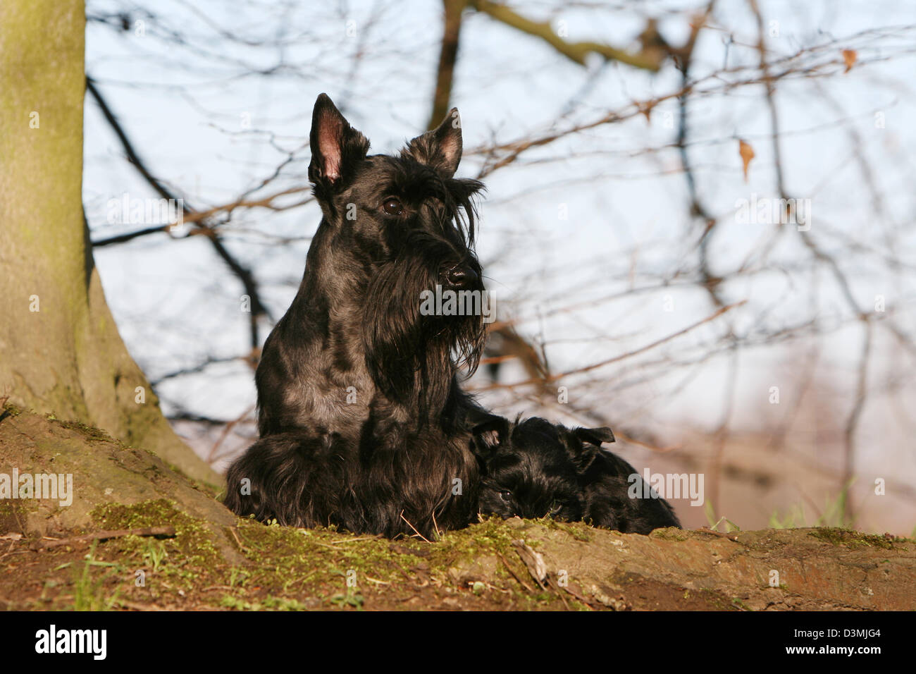Small black scottie scottish terrier puppy hi-res stock photography and ...