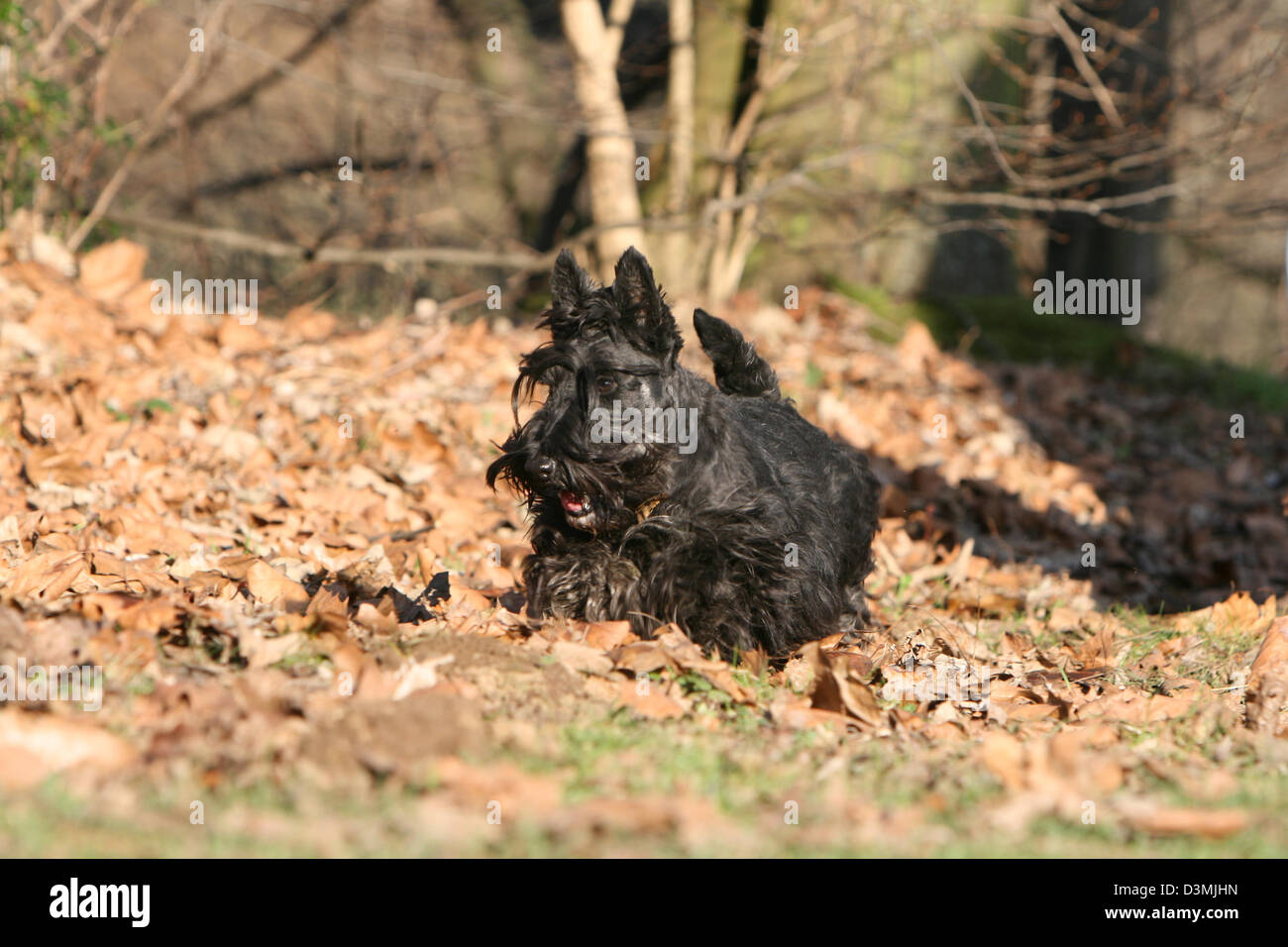 Scottish terrier running hi-res stock photography and images - Alamy