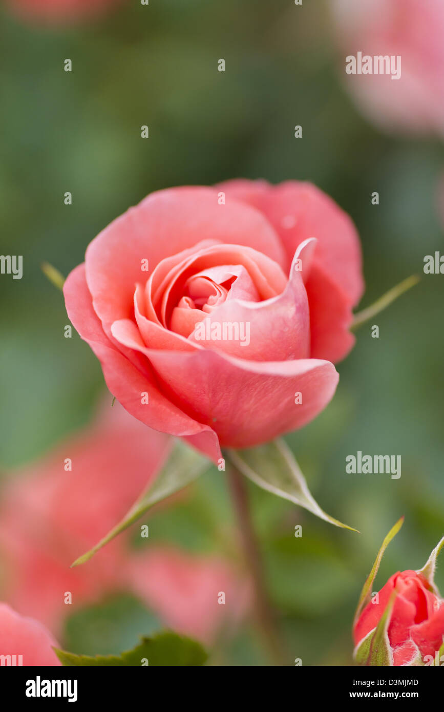 Beautiful pink rose growing in garden at summer Stock Photo - Alamy