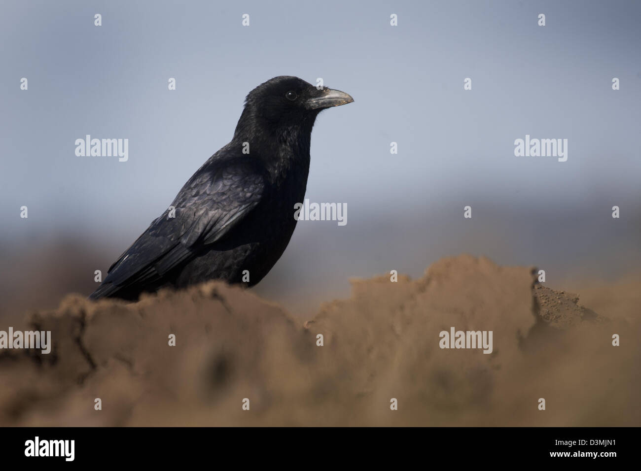 Staring crow hi-res stock photography and images - Alamy