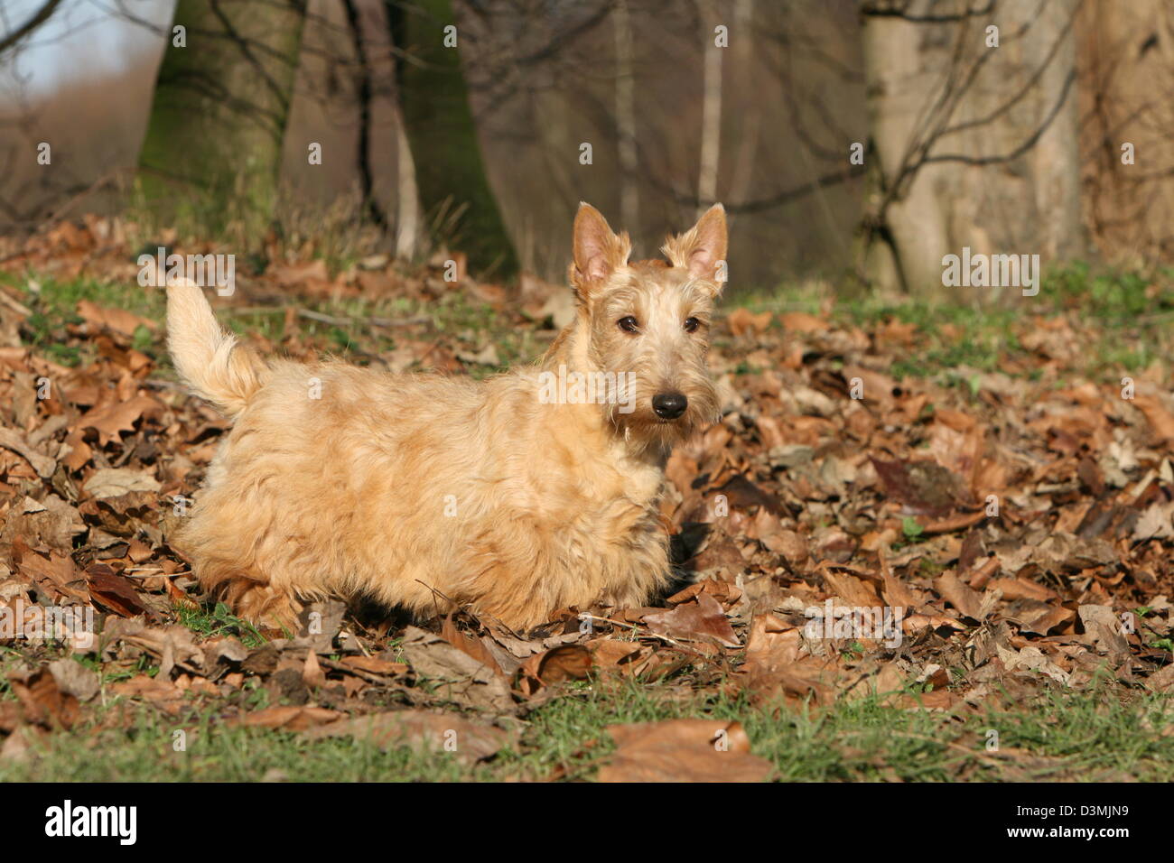 Dog Scottish Terrier / Scottie / adult ( Wheaten ) standing in a forest ...