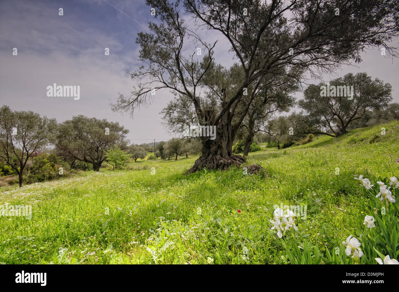 Olive Tree in spring Stock Photo - Alamy