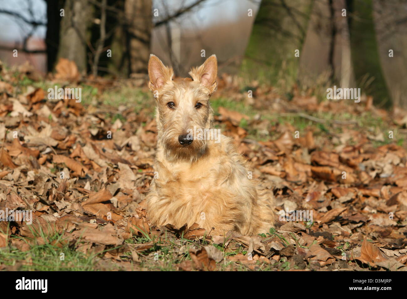 Dog Scottish Terrier / Scottie / adult ( Wheaten ) sitting in a forest ...