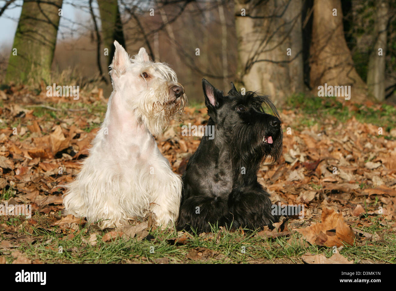 Scottie dogs hi-res stock photography and images - Alamy
