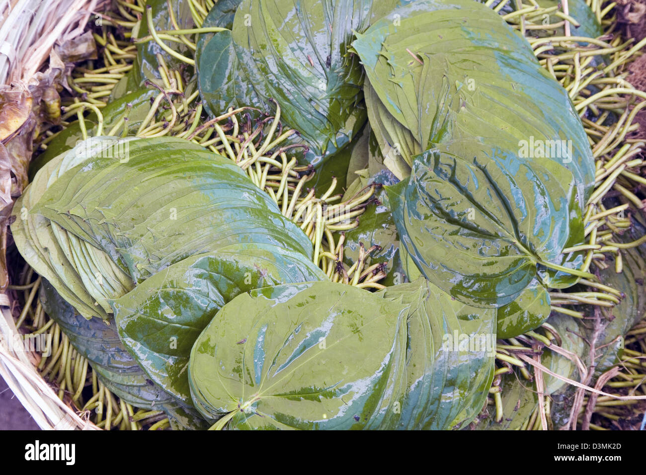 Betel nut bhutan hi-res stock photography and images - Alamy