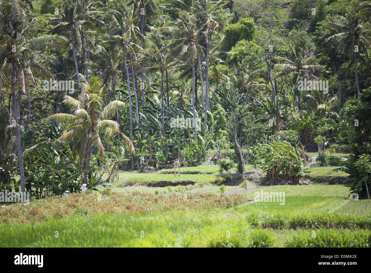 Farmers in Bali, Indonesia Stock Photo - Alamy