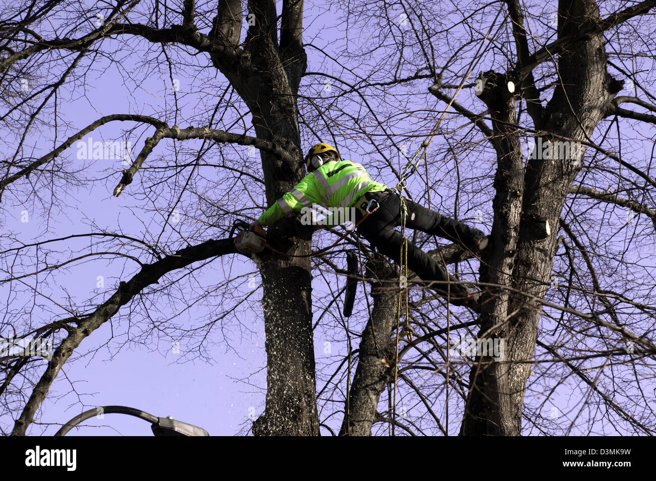 A tree Surgeon at work on a tree in Lewisham High Street, Lewisham ...