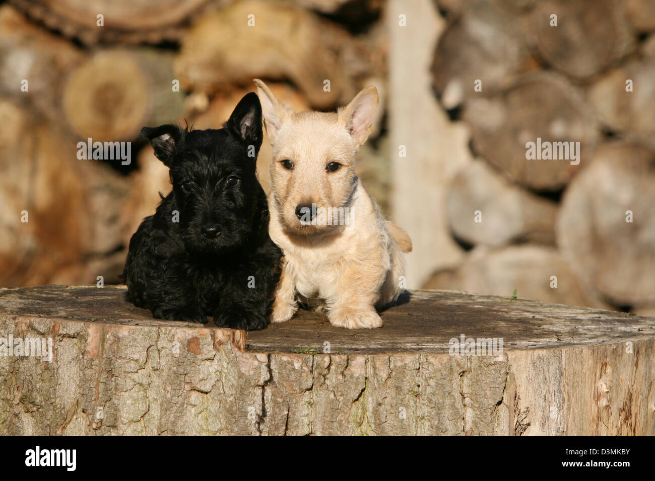 Dog Scottish Terrier (Scottie) two puppies different colors sitting on ...