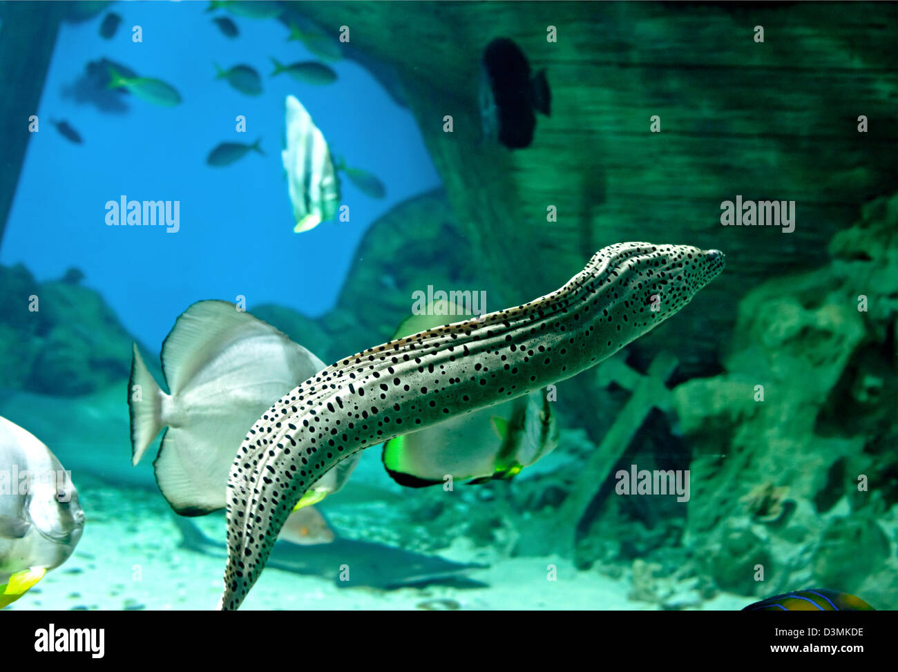 Shipwreck animals hi-res stock photography and images - Alamy