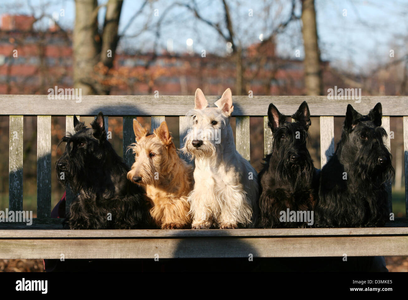 What Colors Do Scottish Terriers Come In