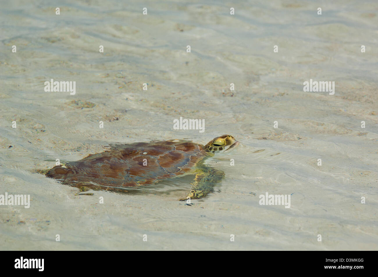 Baby sea turtles hi-res stock photography and images - Alamy