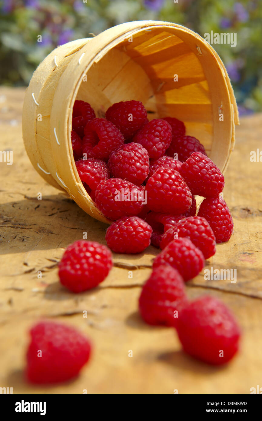 Red raspberry raspberries hi-res stock photography and images - Alamy