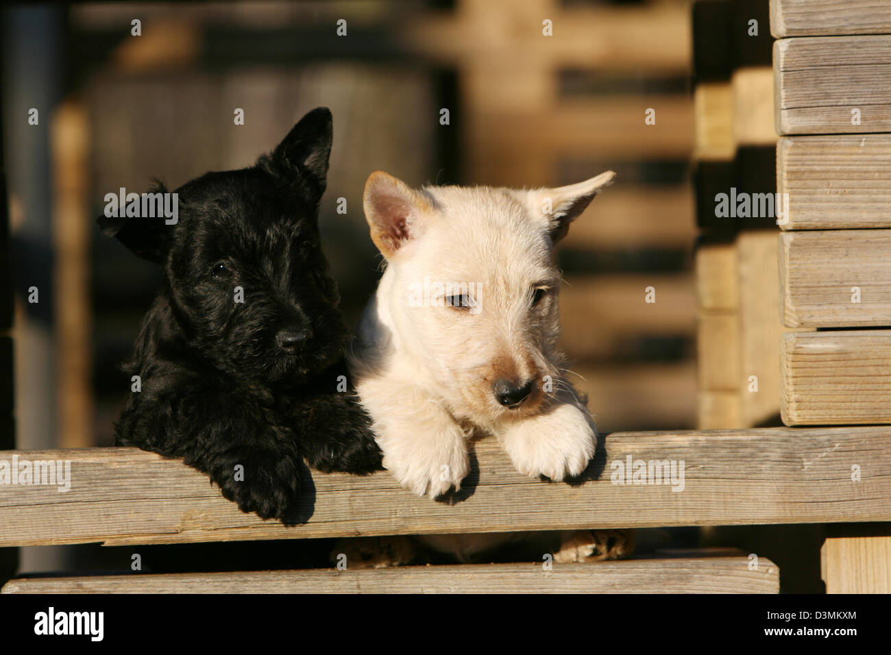 Dog Scottish Terrier (Scottie) two puppies different colors Stock Photo ...