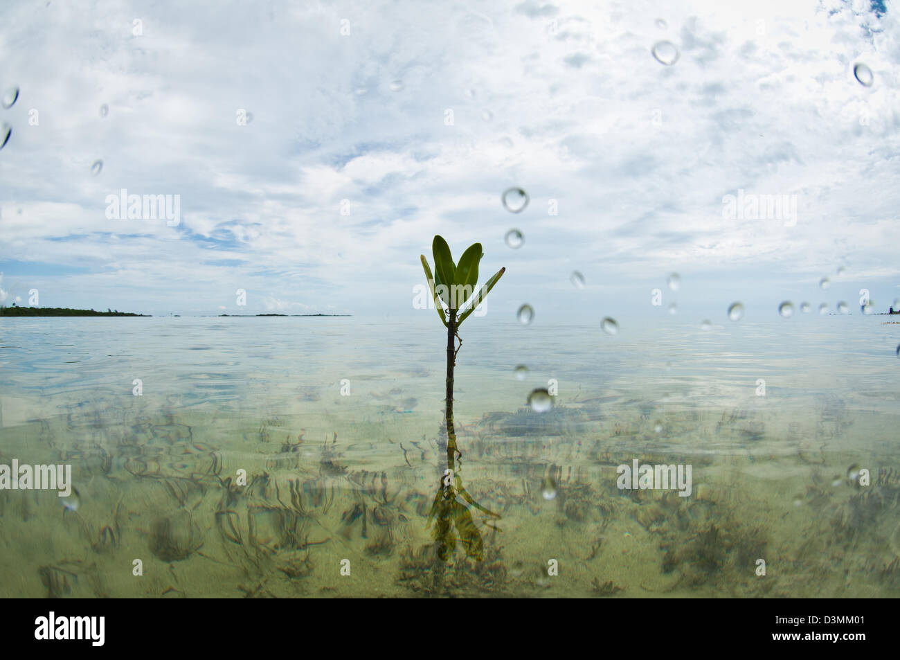 A single sprout from a Red Mangrove tree, Andros Island Bahamas Stock ...
