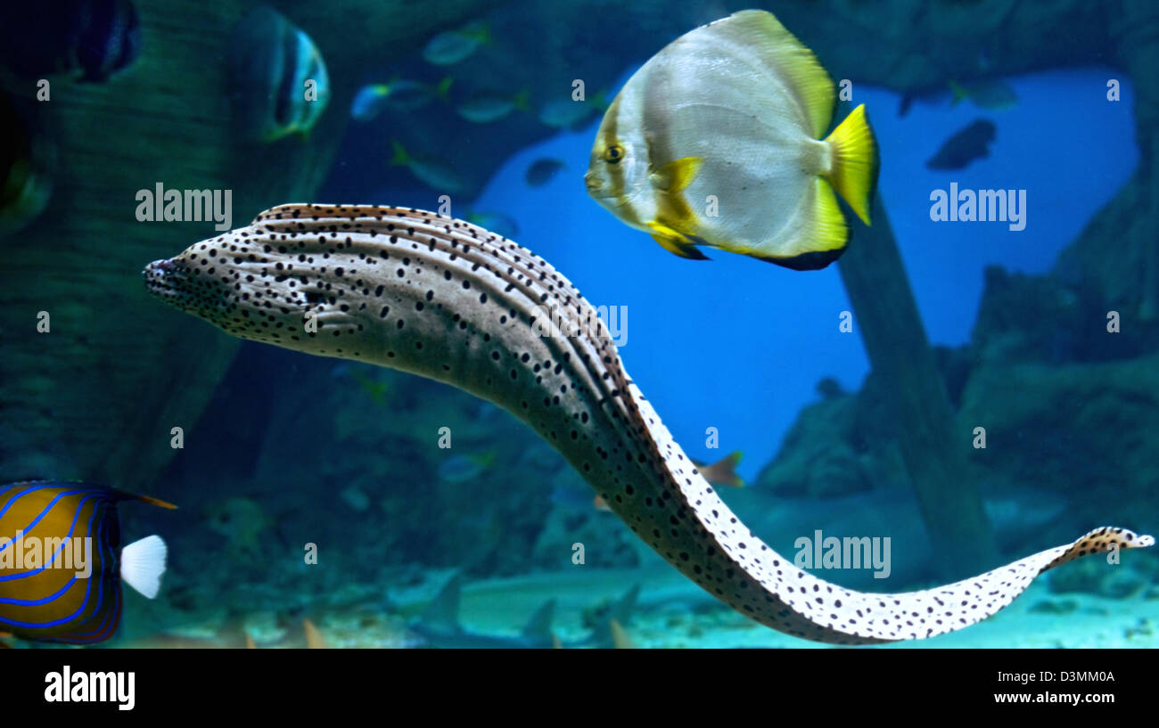 White Moray Eel Stock Photo - Alamy