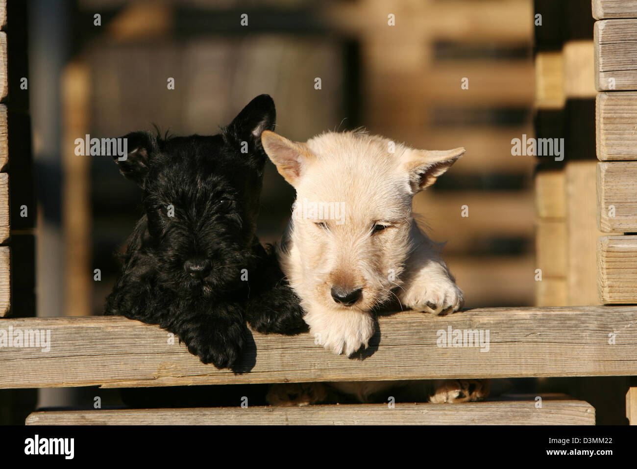 Scottie puppy hi-res stock photography and images - Alamy