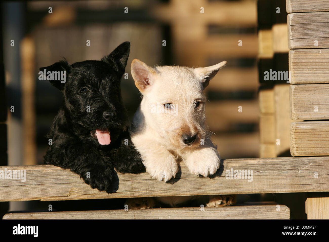 Wheaten terrier puppy hi-res stock photography and images - Alamy