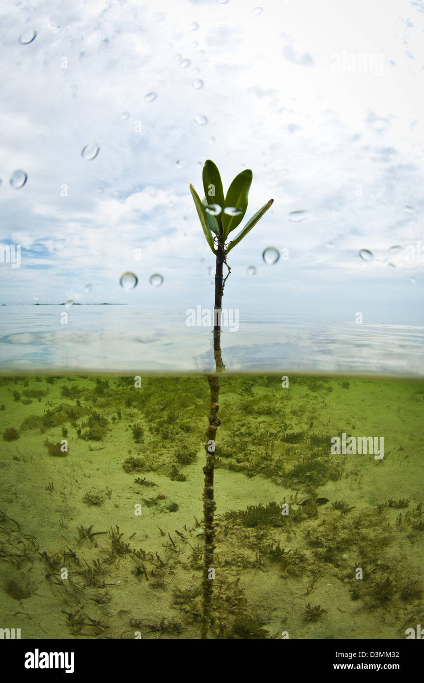 Red mangrove tree hi-res stock photography and images - Alamy