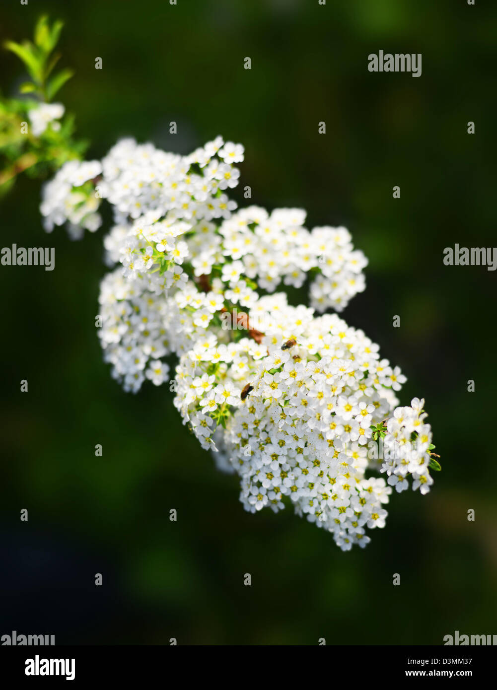 Flowered branch hi-res stock photography and images - Alamy