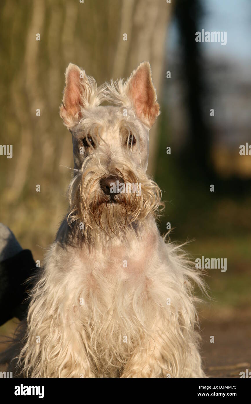 Are Scotty Dogs Mean