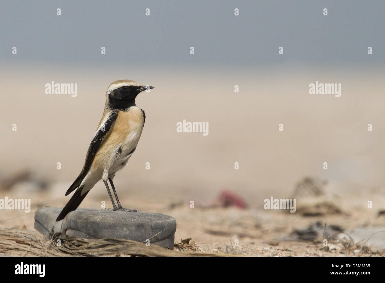 Desert wheatear india hi-res stock photography and images - Alamy