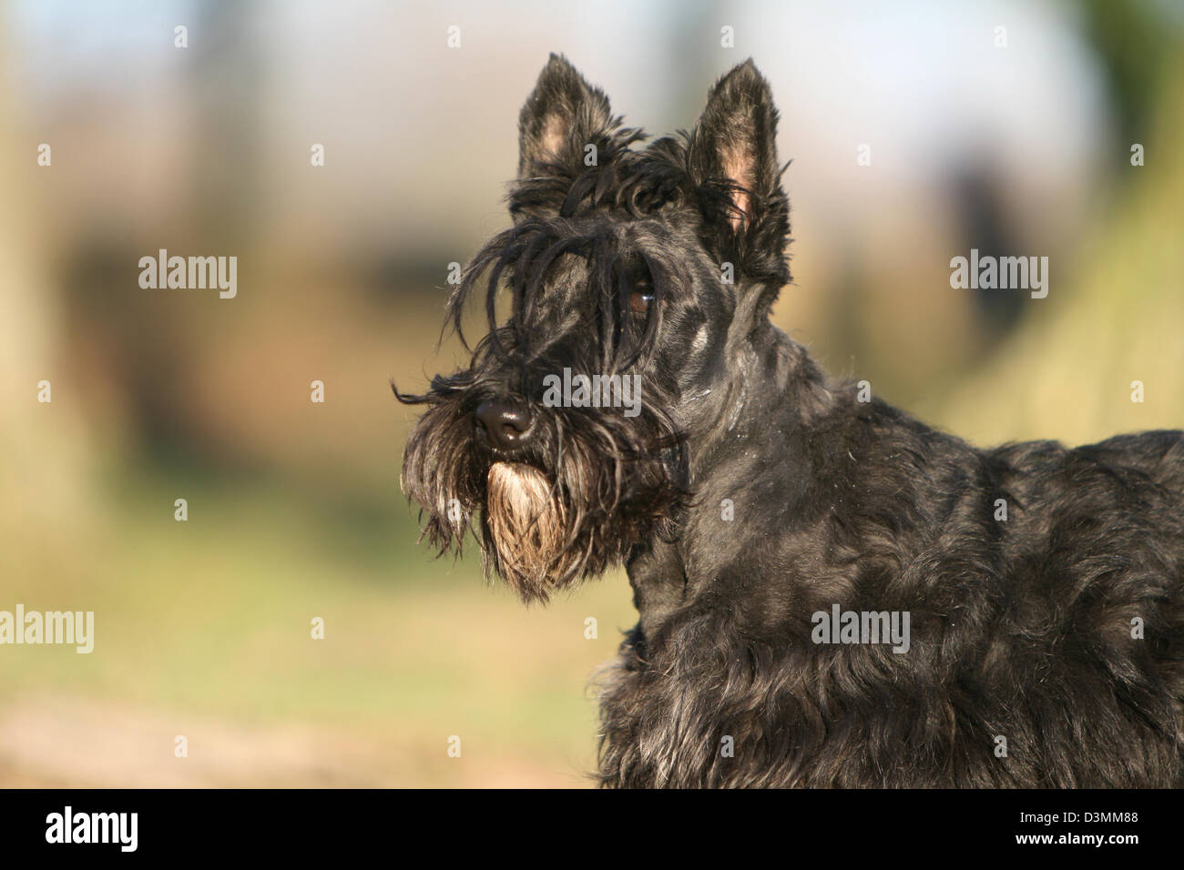 Dog Scottish Terrier / Scottie / adult portrait profile Stock Photo - Alamy