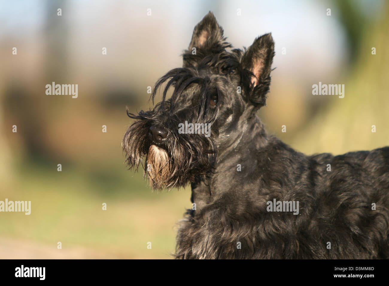 Dog Scottish Terrier / Scottie / adult portrait profile Stock Photo - Alamy
