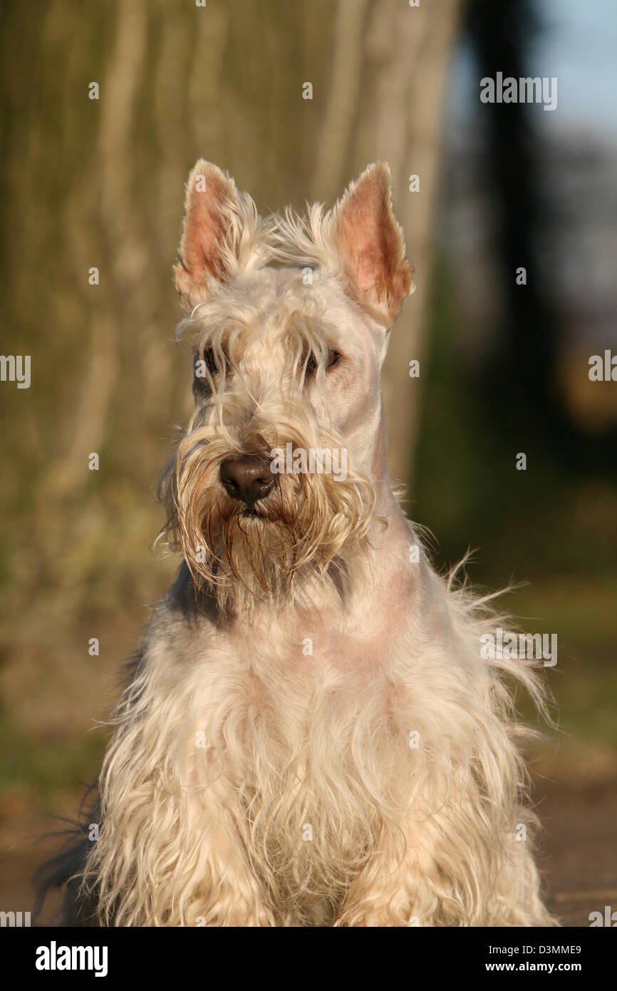Dog Scottish Terrier / Scottie / adult portrait Stock Photo - Alamy