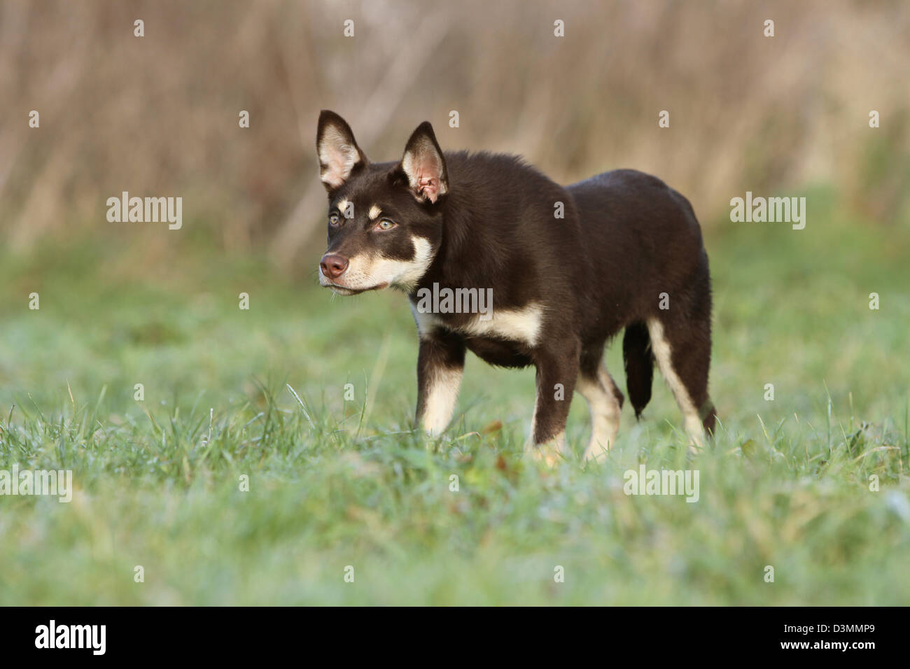 Australian kelpie profile hi-res stock photography and images - Alamy