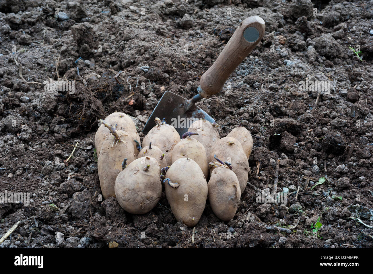 Maincrop potatoes ready to be planted Stock Photo - Alamy