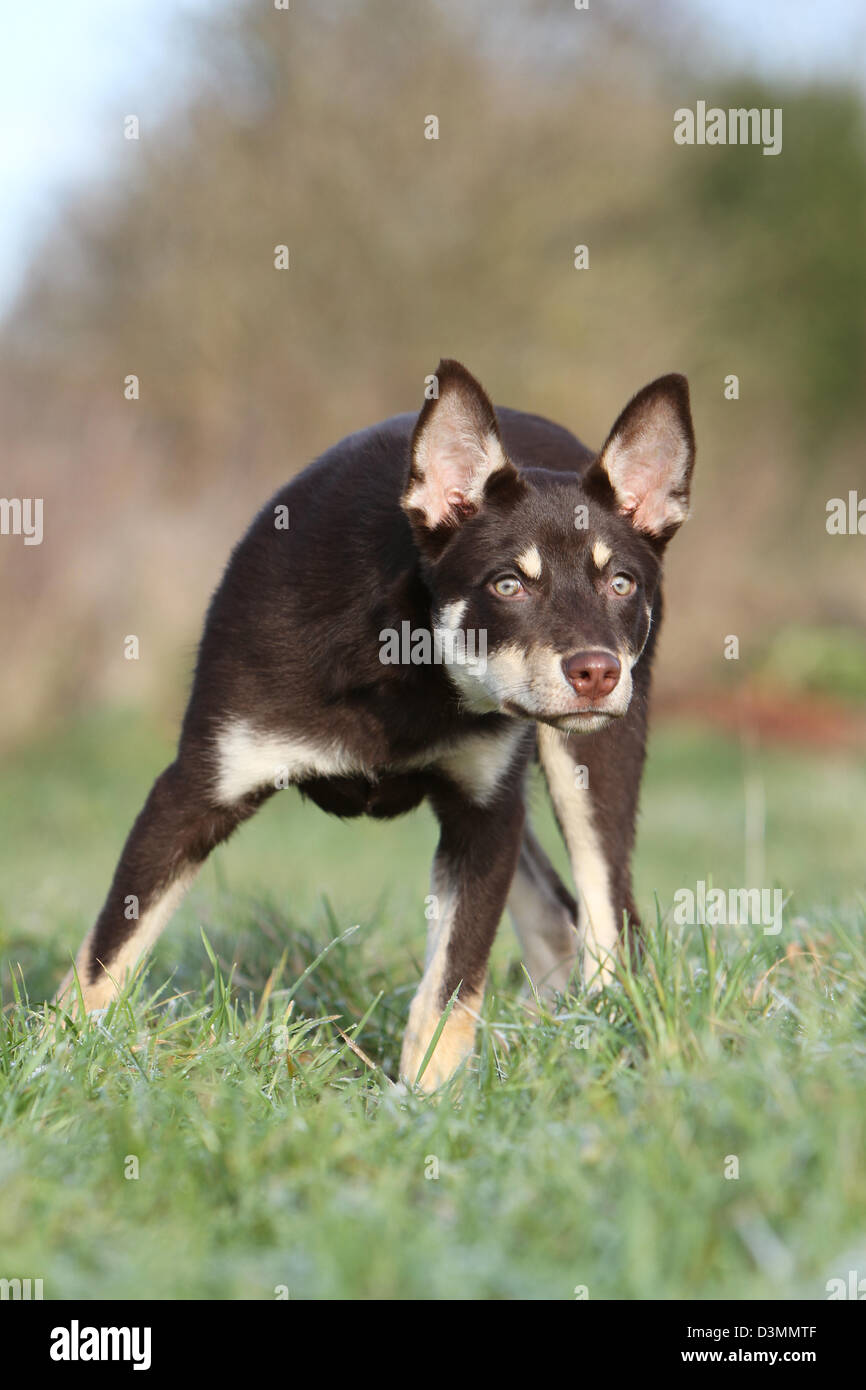 Australian working kelpies hi-res stock photography and images - Alamy